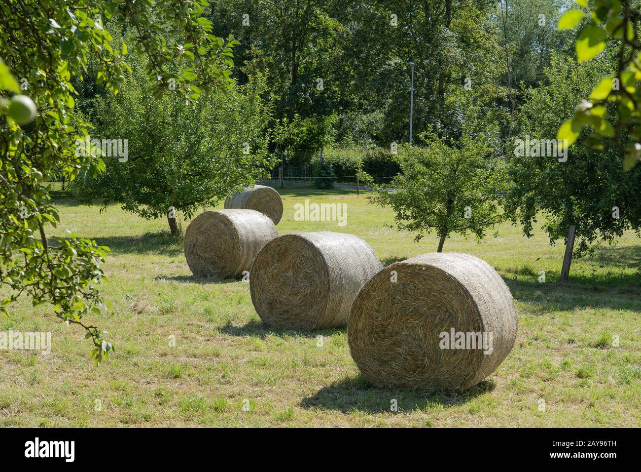Hay bales in summer on big meadow with blue sky and white clouds Stock ...