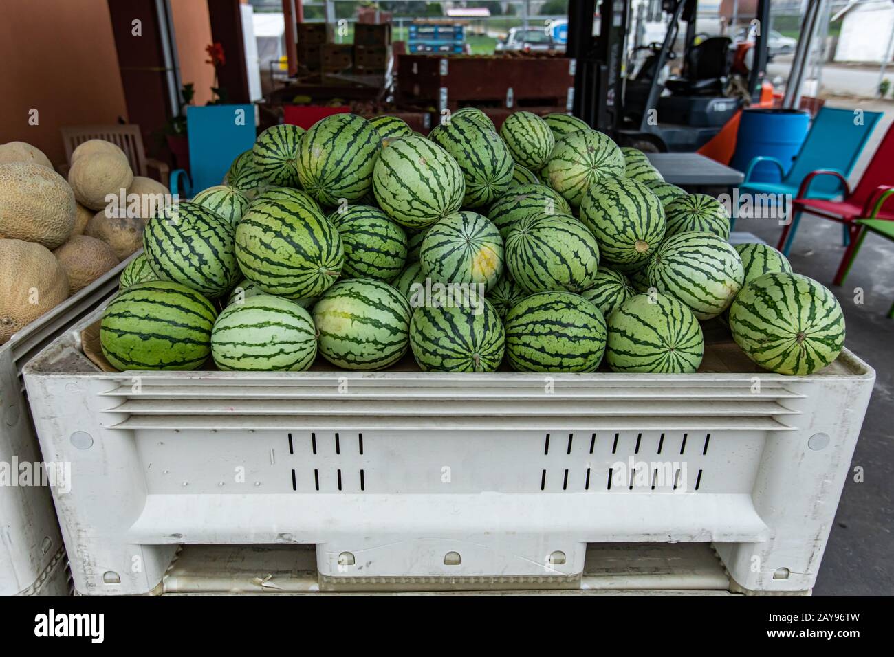 Big container filled with fresh, round watermelons with light green ...