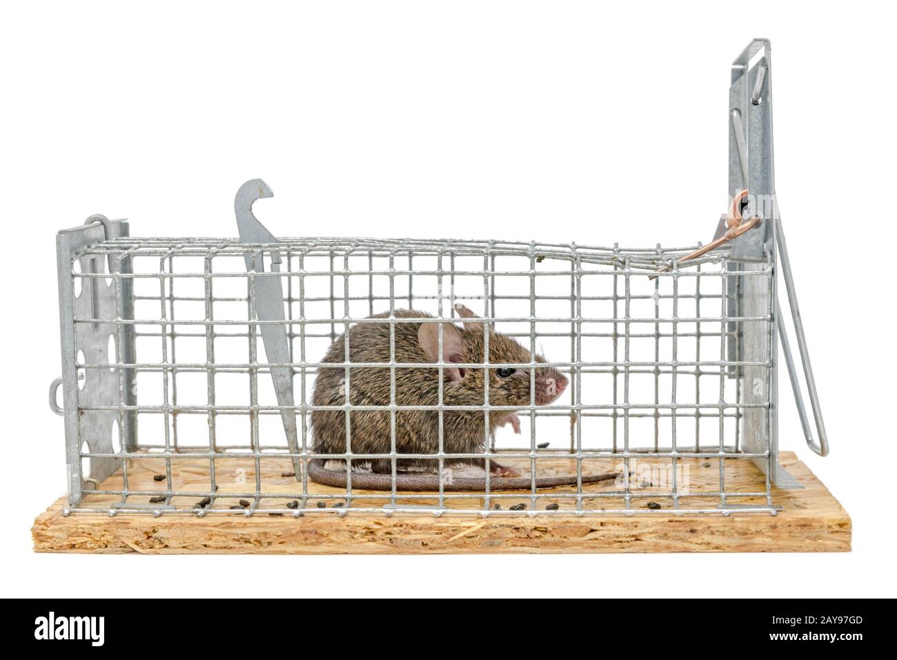 Little mouse sits trapped in a wire trap against blurred background ...
