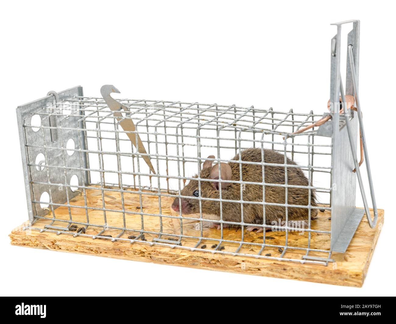 Little mouse sits trapped in a wire trap against blurred background ...