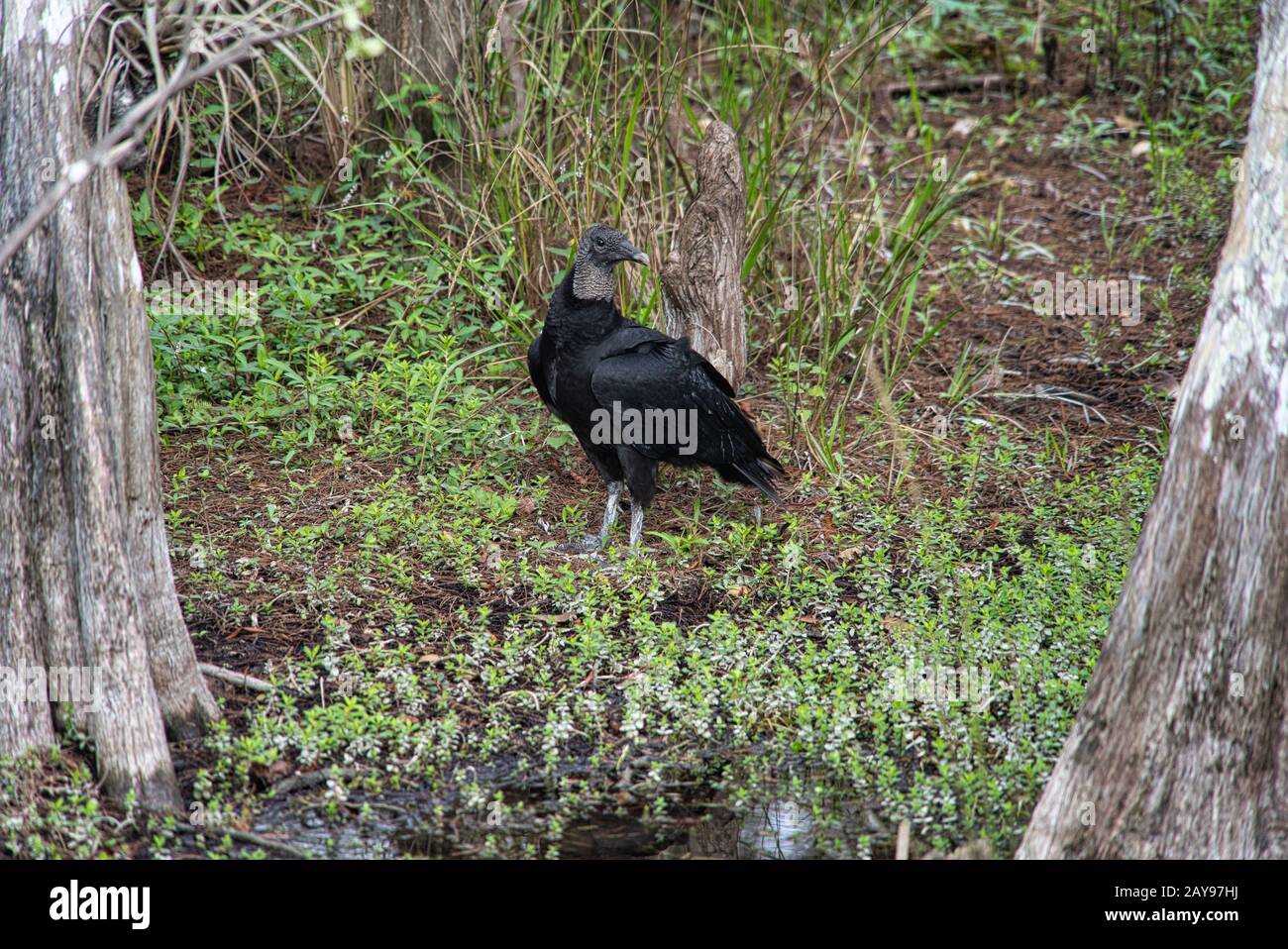 Close up of a bald eagle, American Black vulture in the Florida ...