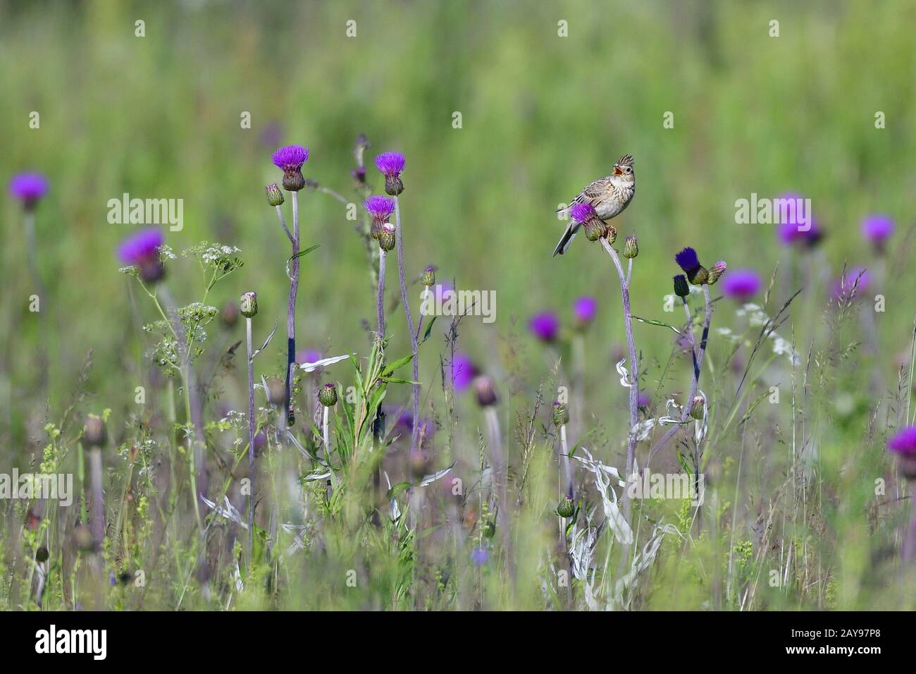 Field lark hi-res stock photography and images - Alamy