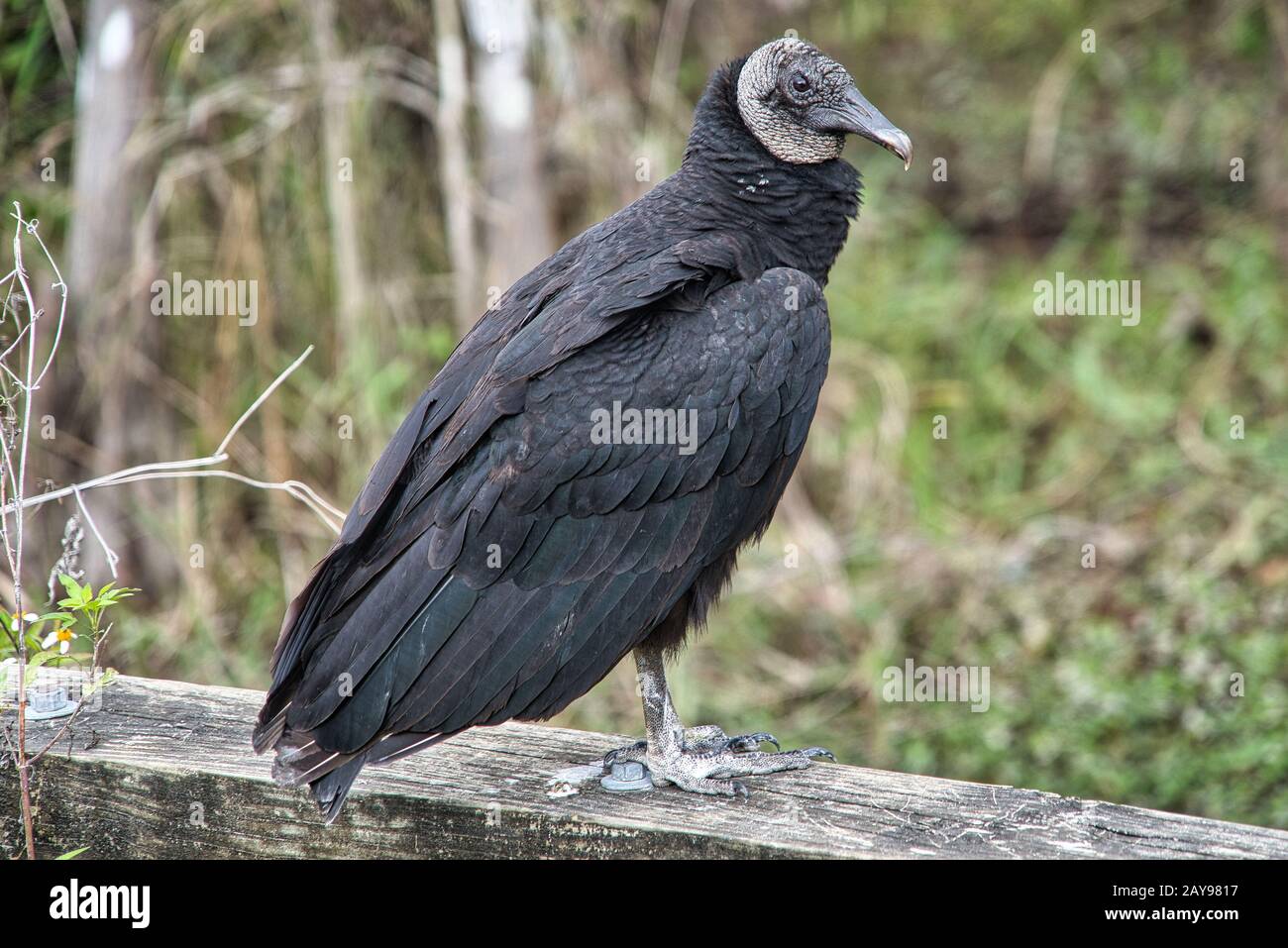 Close up of a bald eagle, American Black vulture in the Florida ...