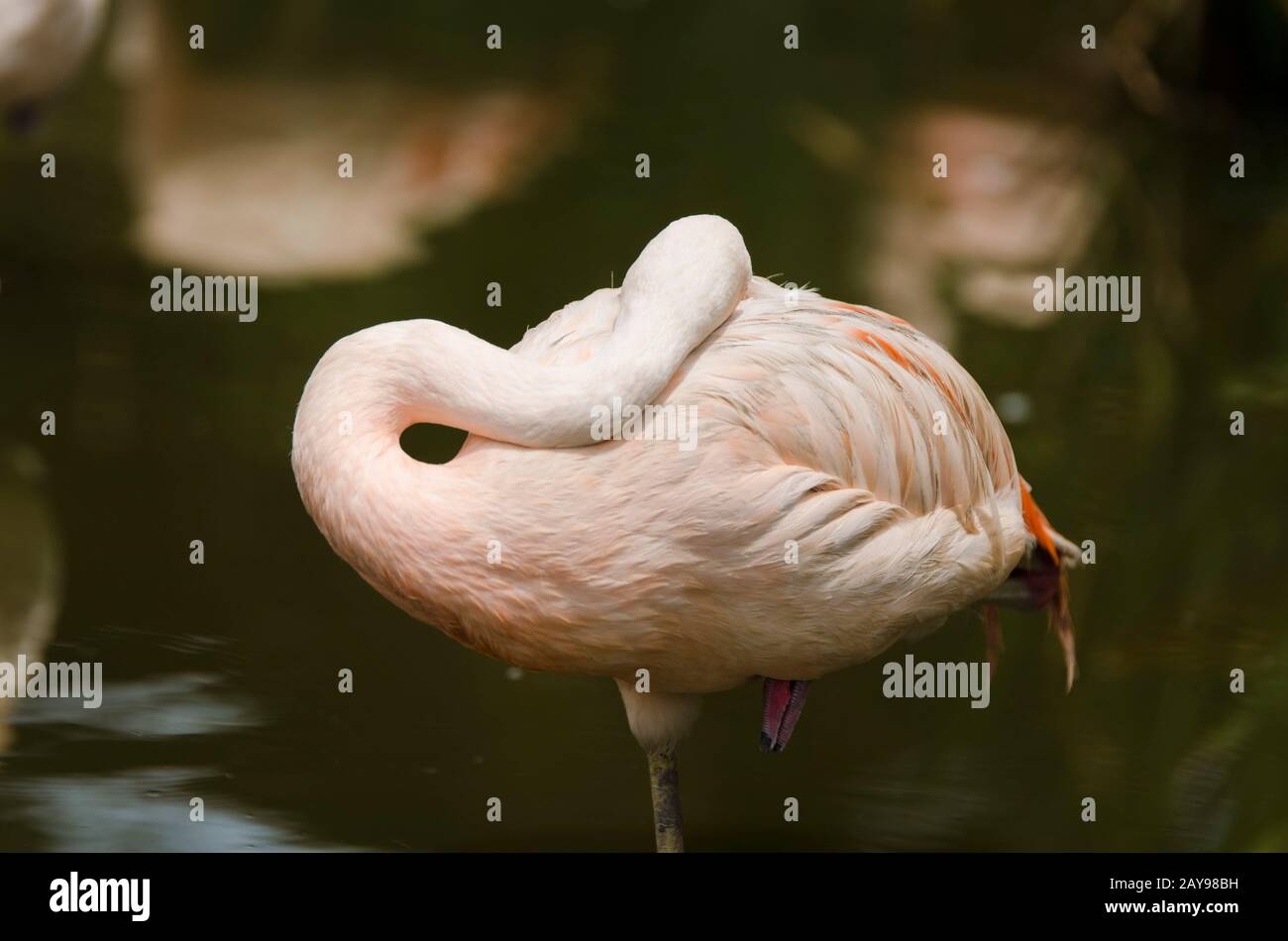 Adult flamingo resting its head and neck on its back while standing on ...