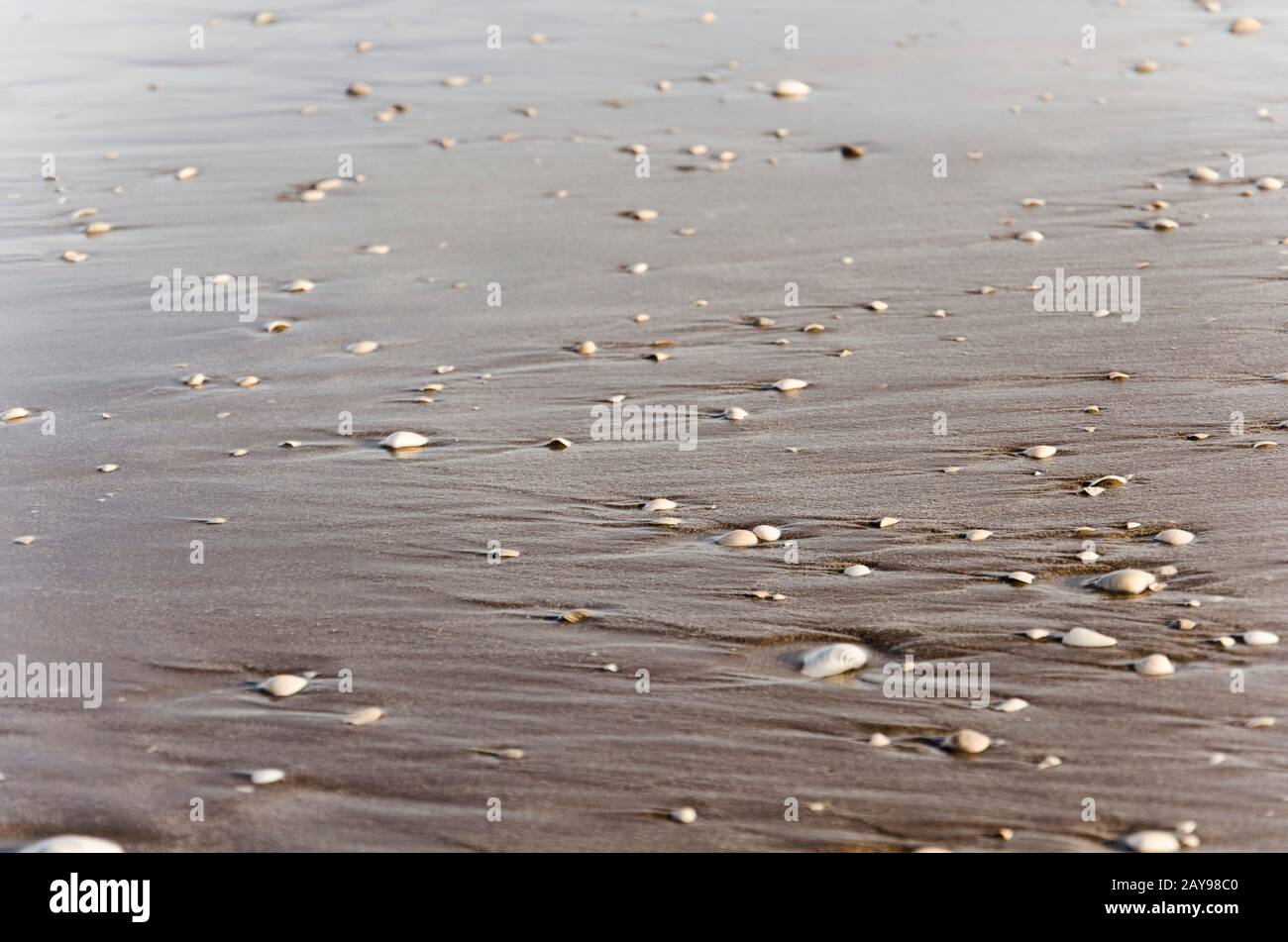 Beach, sand full of seashells and the trail that leaves the movement of ...