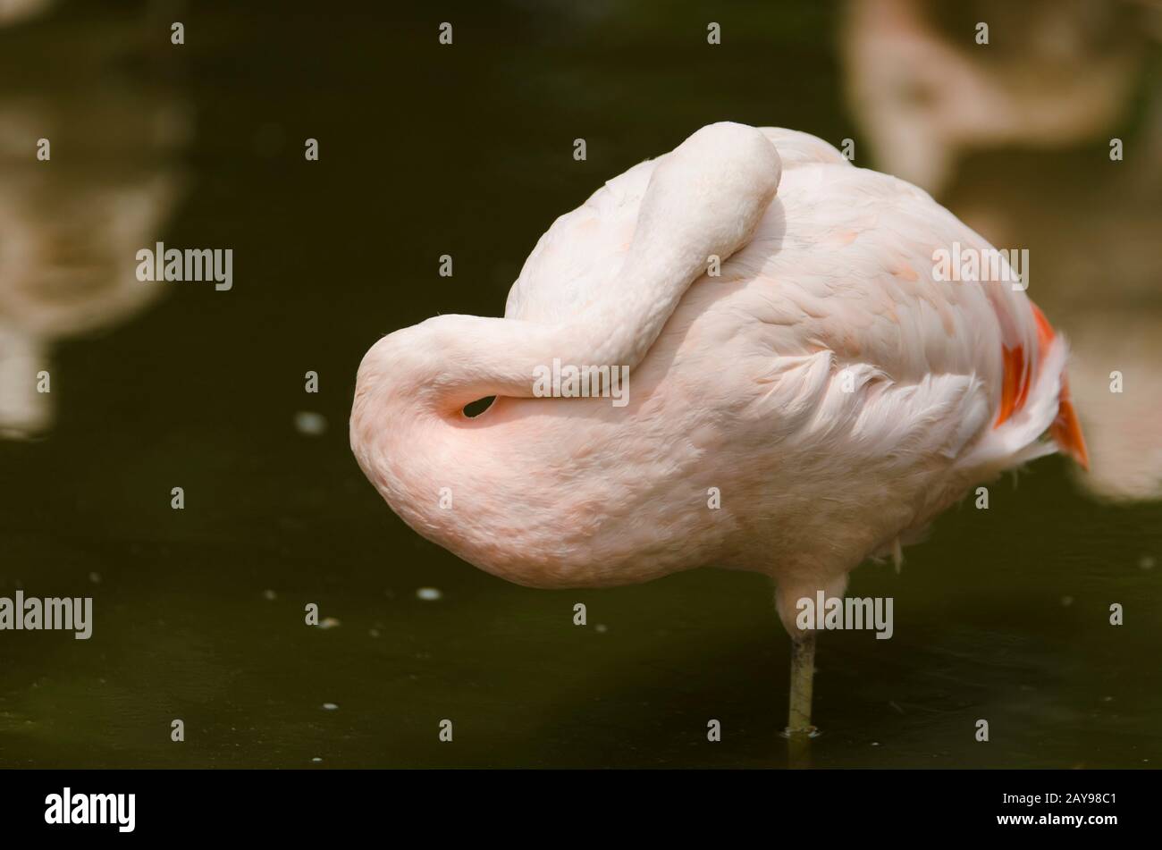 Adult flamingo resting its head and neck on its back while standing on ...