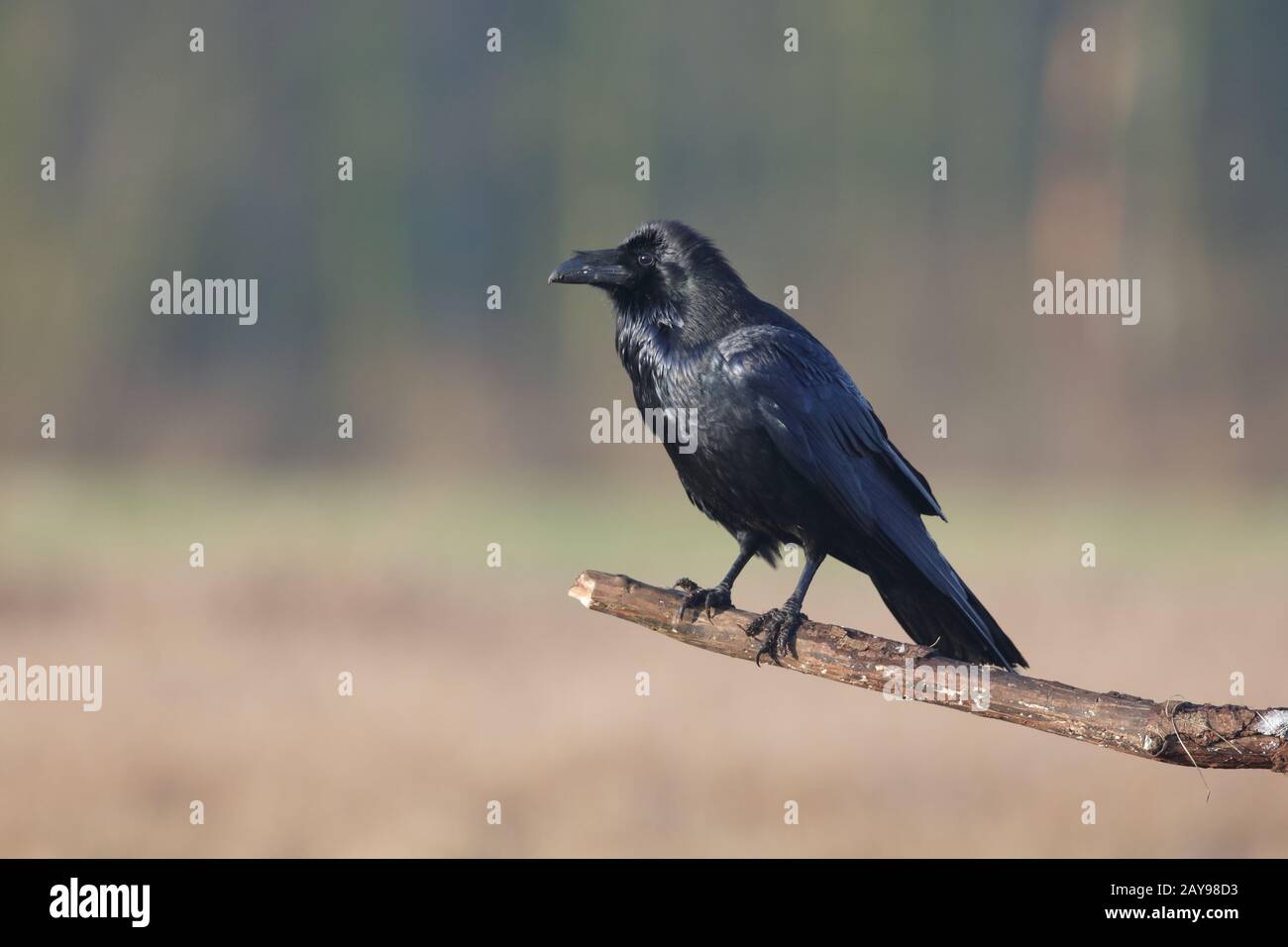 The carrion crow is a passerine bird of the family Corvidae and the genus Corvus which is native ...