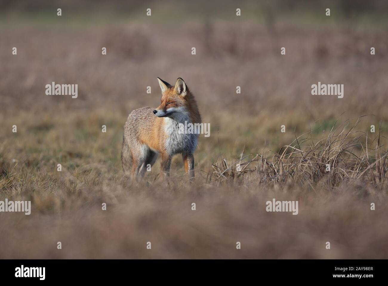 The red fox is the largest of the true foxes and one of the most widely ...