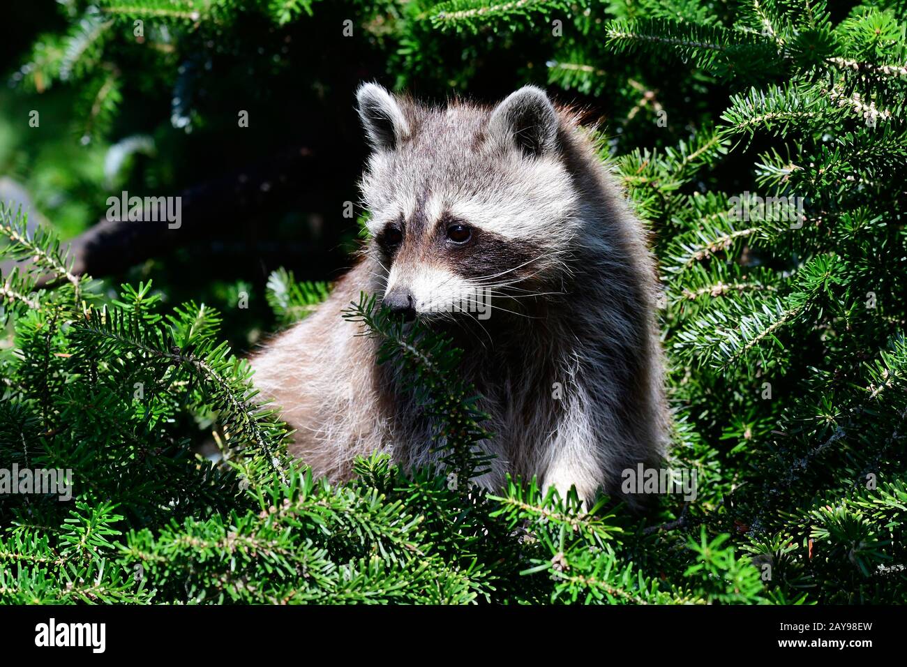 Raccoon look hi-res stock photography and images - Alamy