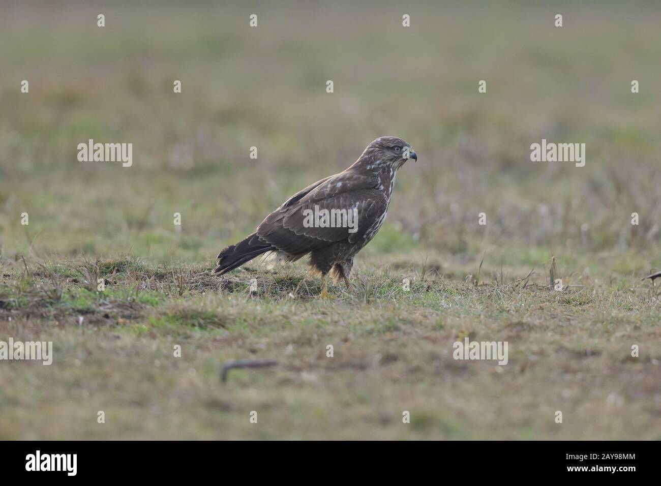 The common buzzard is a medium-to-large bird of prey which has a large ...