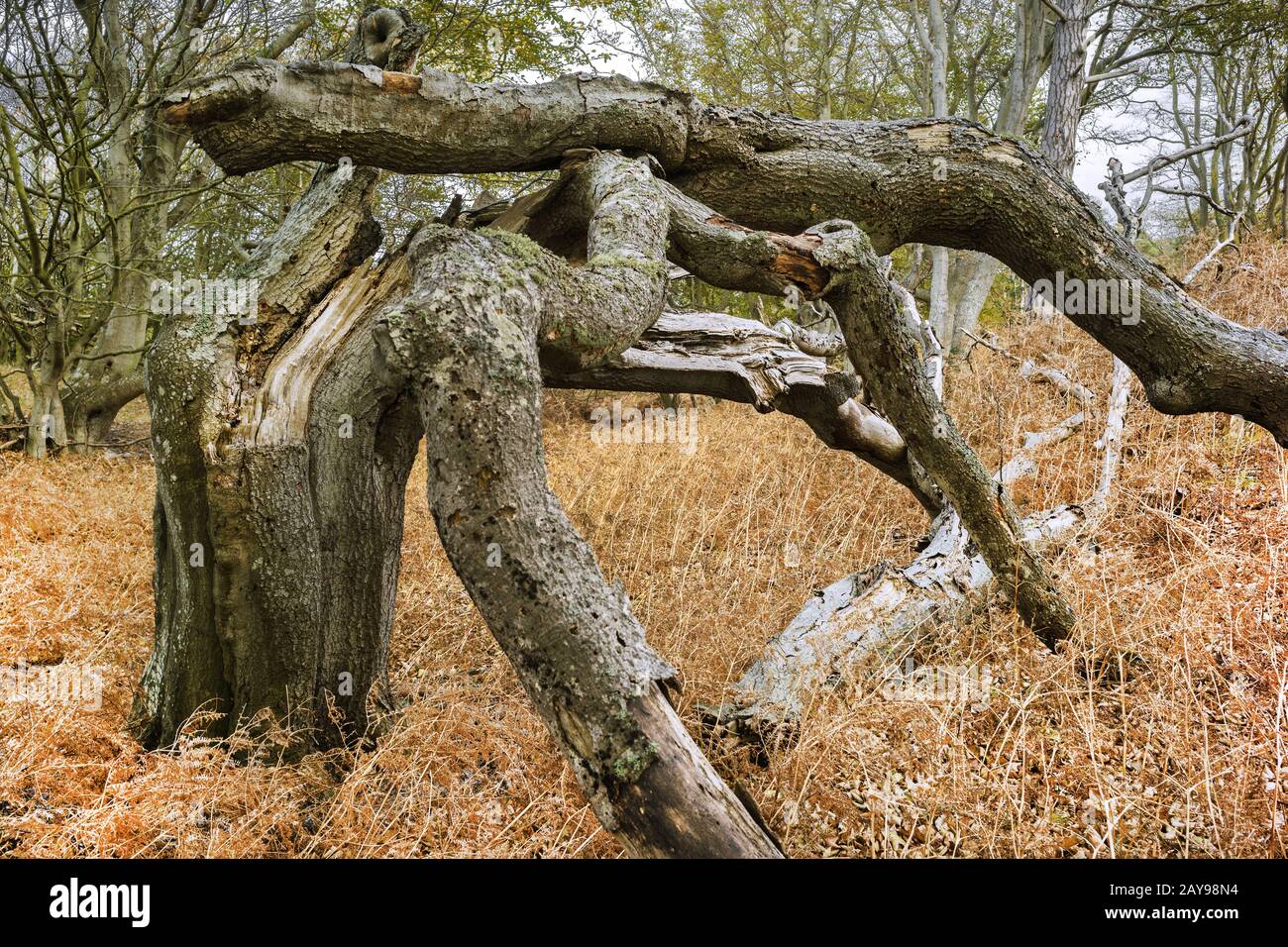Peninsula from fischland darss zingst hi-res stock photography and ...