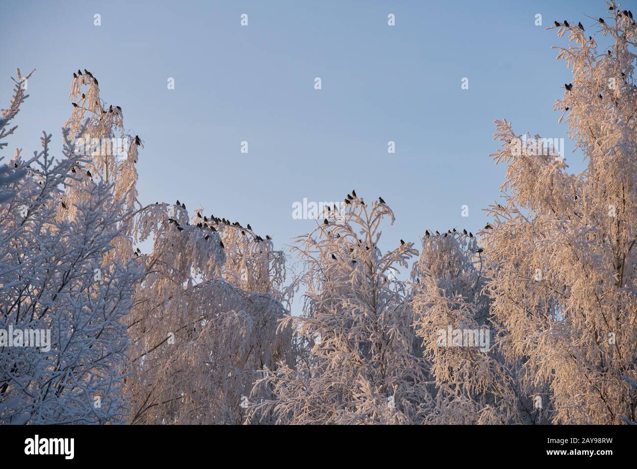 Fir-tree tops covered with frost low angle shot Stock Photo - Alamy
