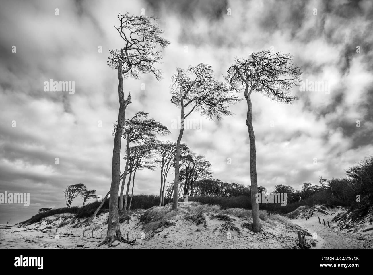 Beach landscape with trees Black and White Stock Photos & Images - Alamy