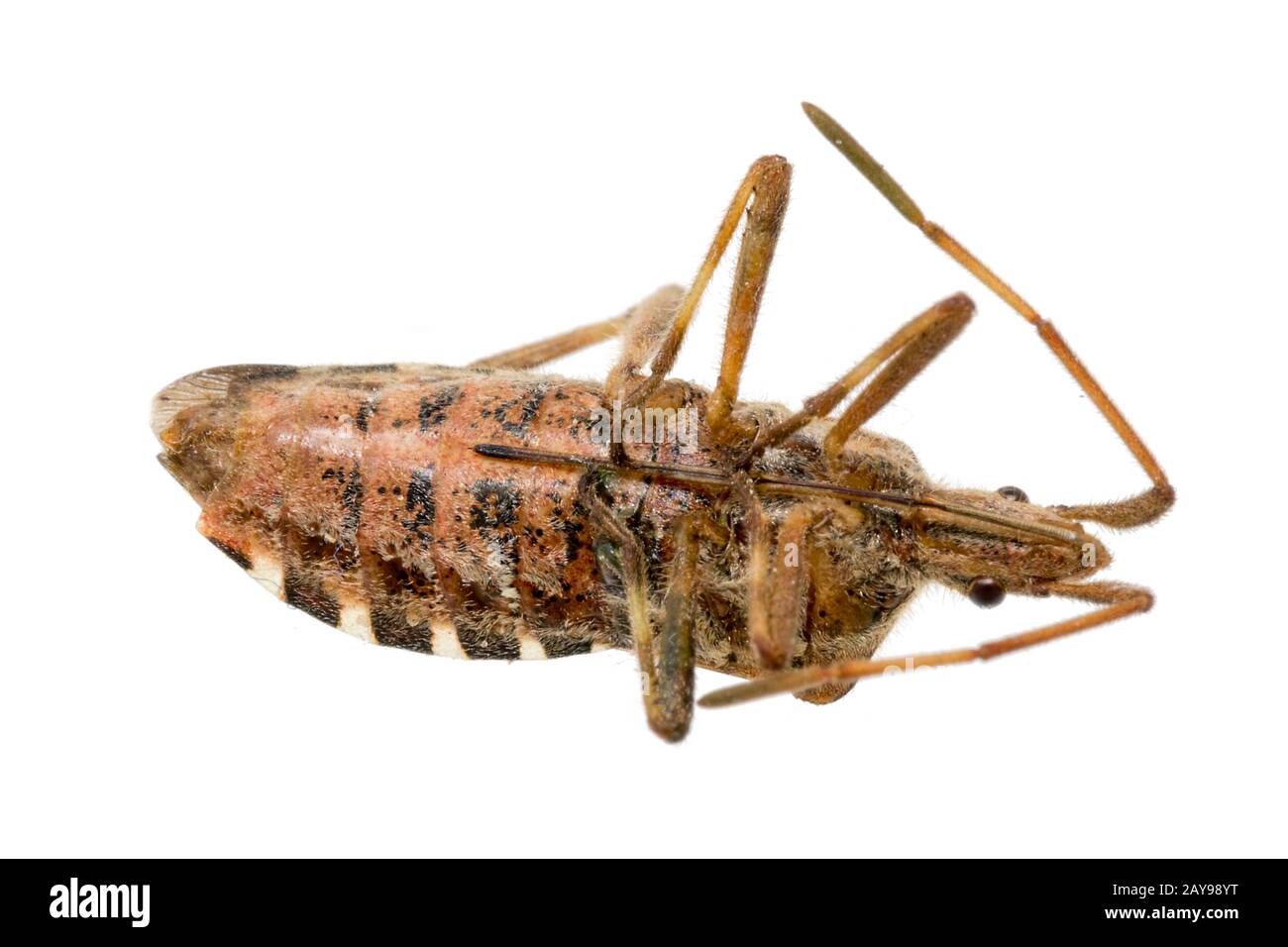 Closeup of a dead bug isolated on white Stock Photo - Alamy