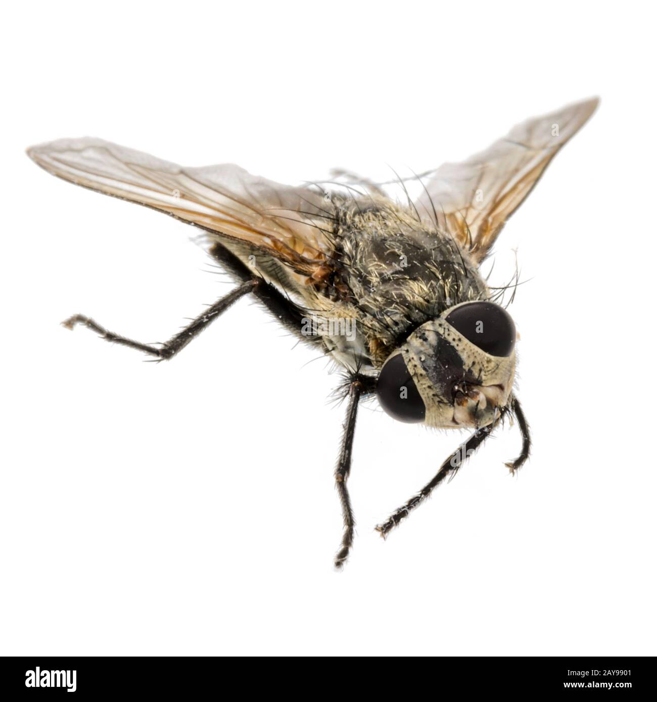 Dead kopf Cut Out Stock Images & Pictures - Alamy