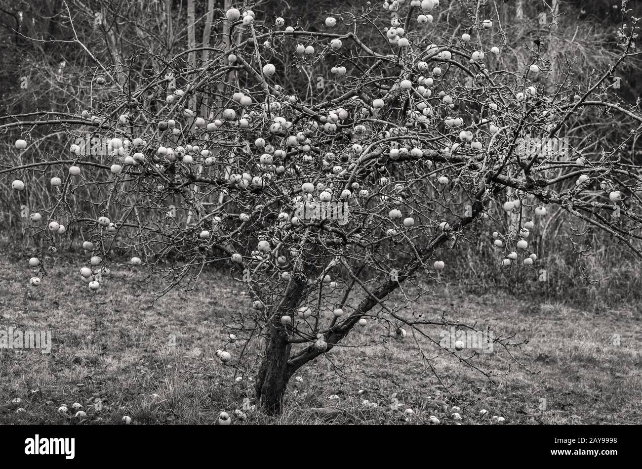 Wild apple tree hi-res stock photography and images - Alamy
