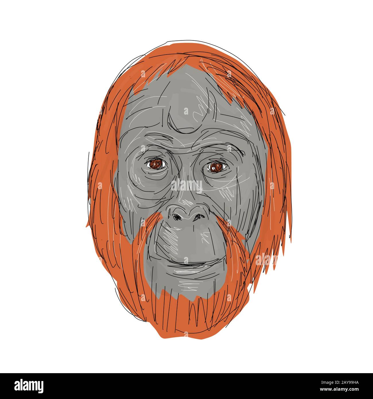 Unflanged Male Orangutan Drawing Stock Photo - Alamy
