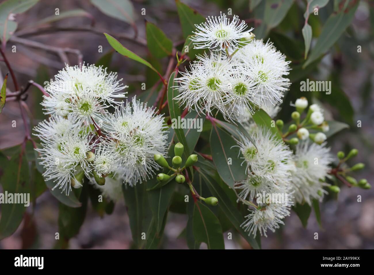 Bloodwood tree hi-res stock photography and images - Alamy