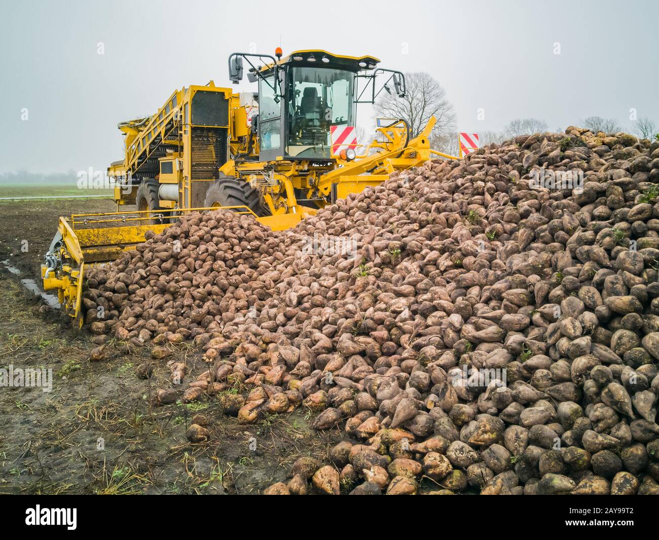 Sugar beet harvest with a Sugarbeet harvester an agricultural machine ... Sugar beet harvest with a Sugarbeet harvester an agricultural machine ...