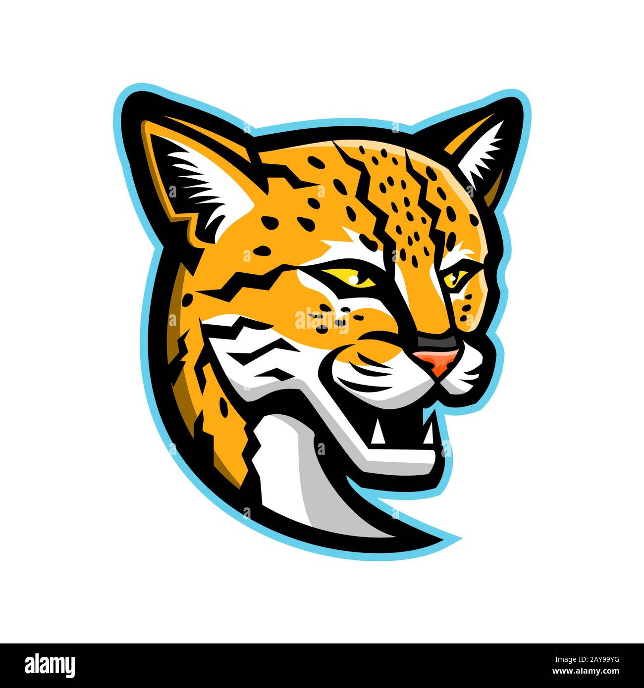 Wild margay cat leopardus wiedii hi-res stock photography and images ...