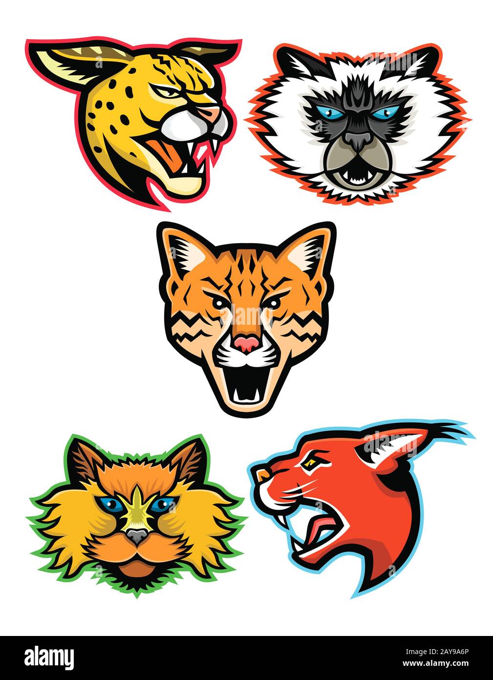 Domestic cats series hi-res stock photography and images - Alamy