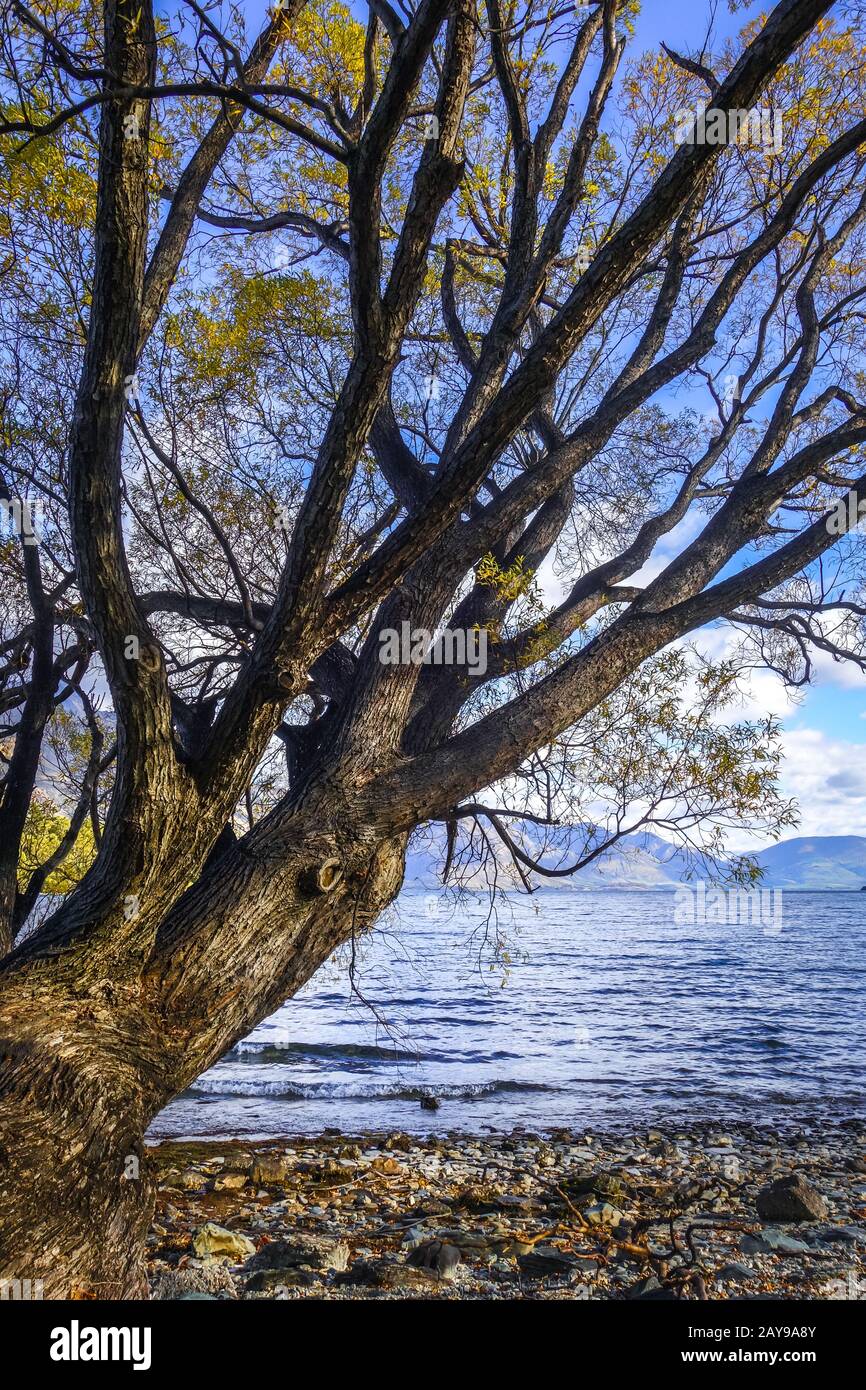 Lake Wakatipu, New Zealand Stock Photo - Alamy