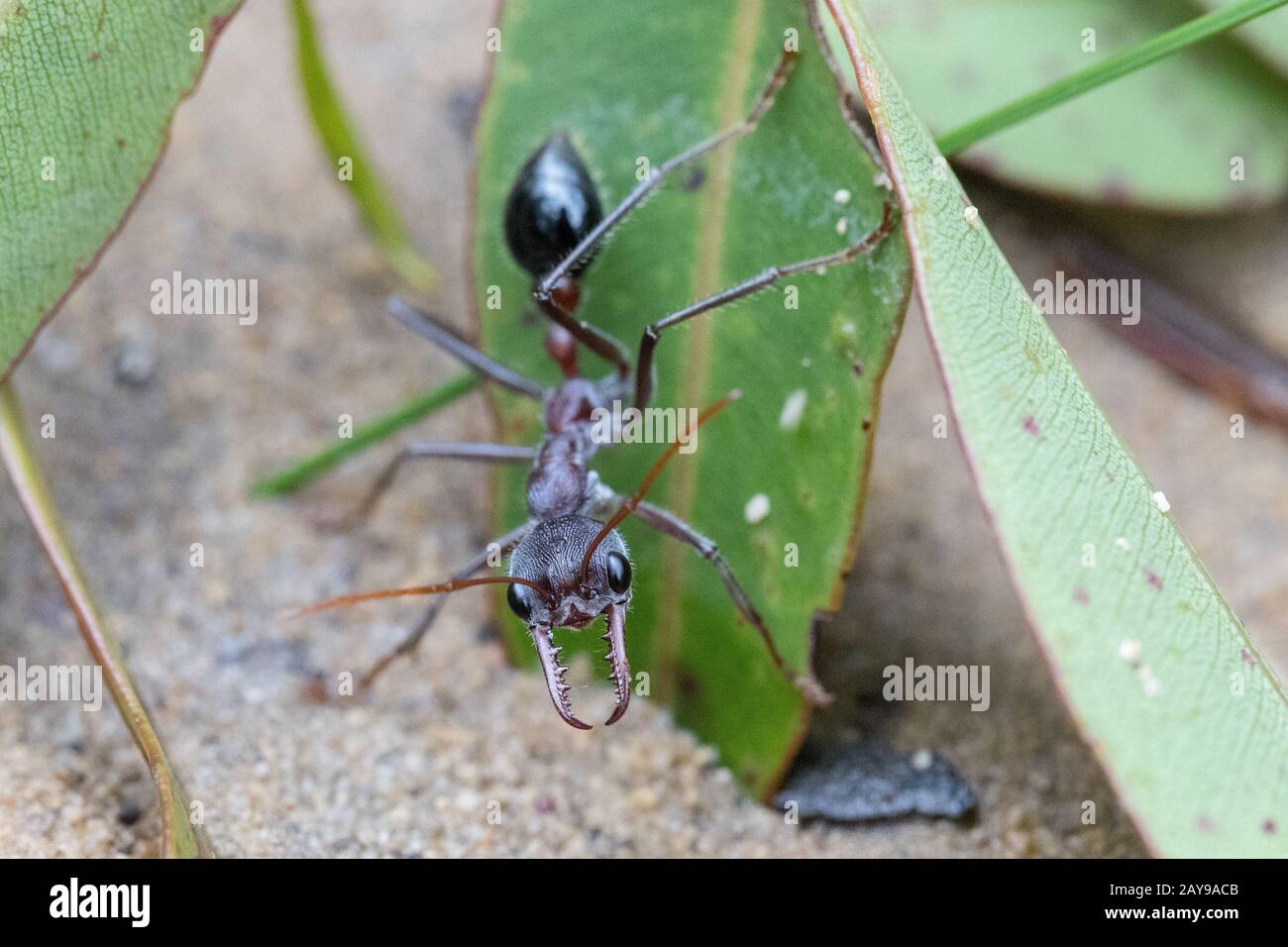 Bull Ant or Bull Dog Ant Stock Photo - Alamy