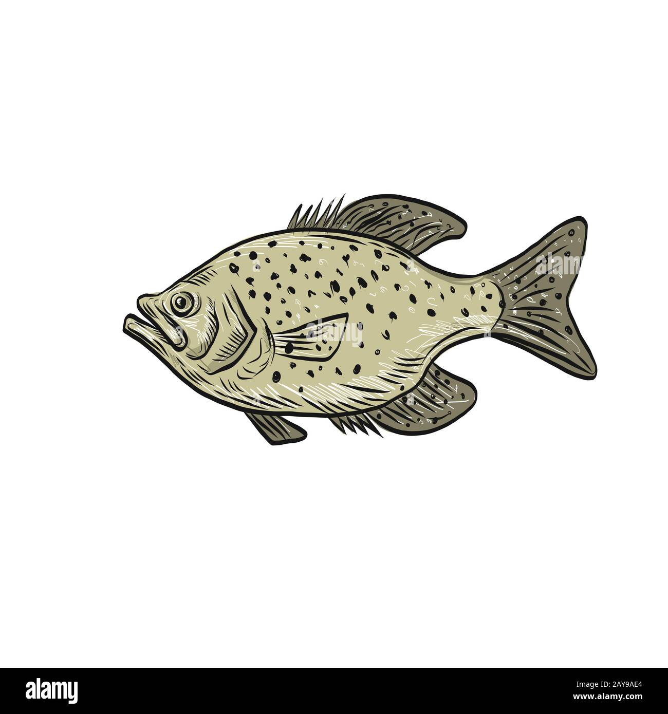 Crappie Fish Side Drawing Stock Photo - Alamy