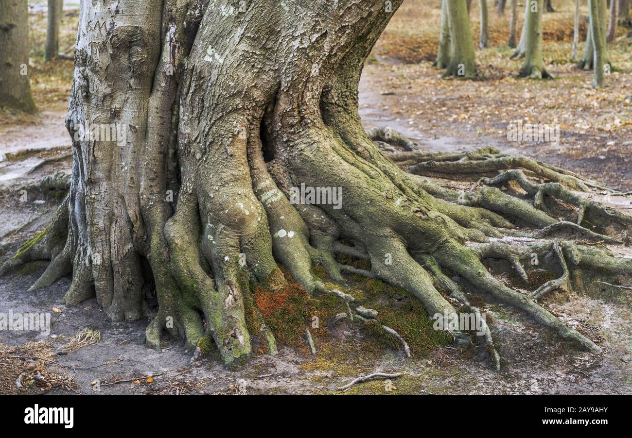 In the ghost forest near Nienhagen - roots of a tree Stock Photo - Alamy