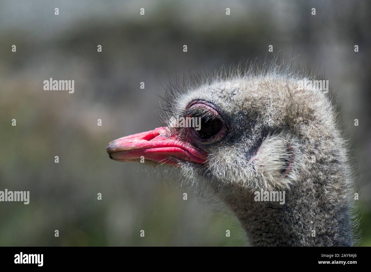 Close-up of an ostrich at the Cape Point Ostrich Farm on the Cape ...