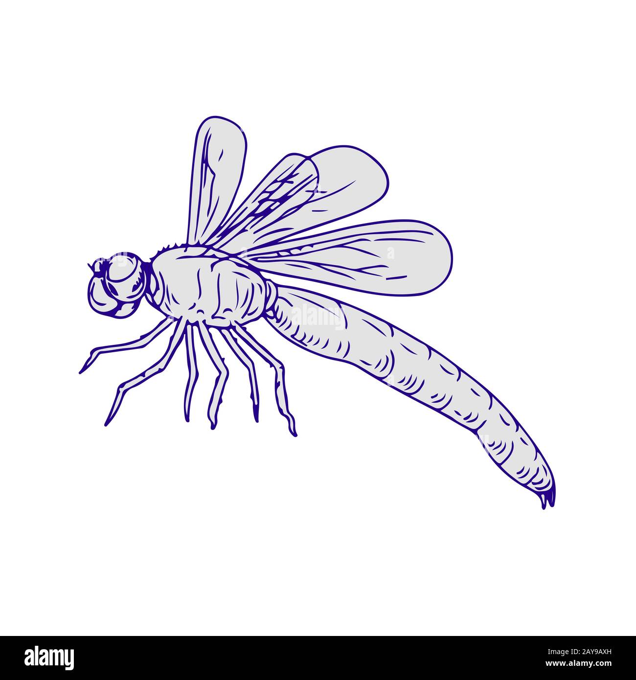Dragonfly Drawing Cut Out Stock Images & Pictures - Alamy