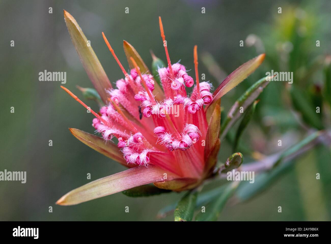 Lambertia formosa mountain devil hi-res stock photography and images ...