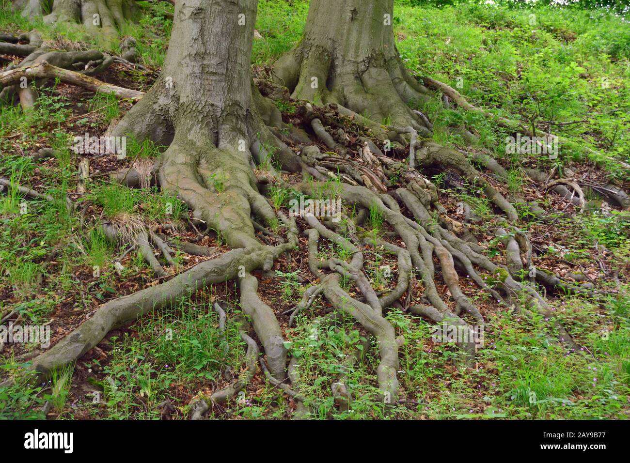Strong root system hi-res stock photography and images - Alamy