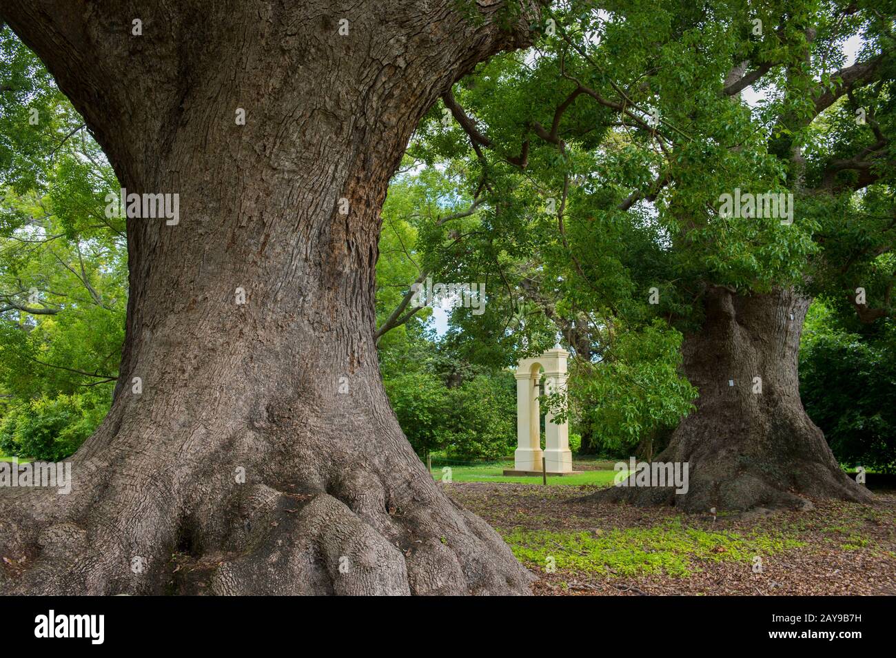 Old camphor trees in the garden at Vergelegen, a historic wine estate ...