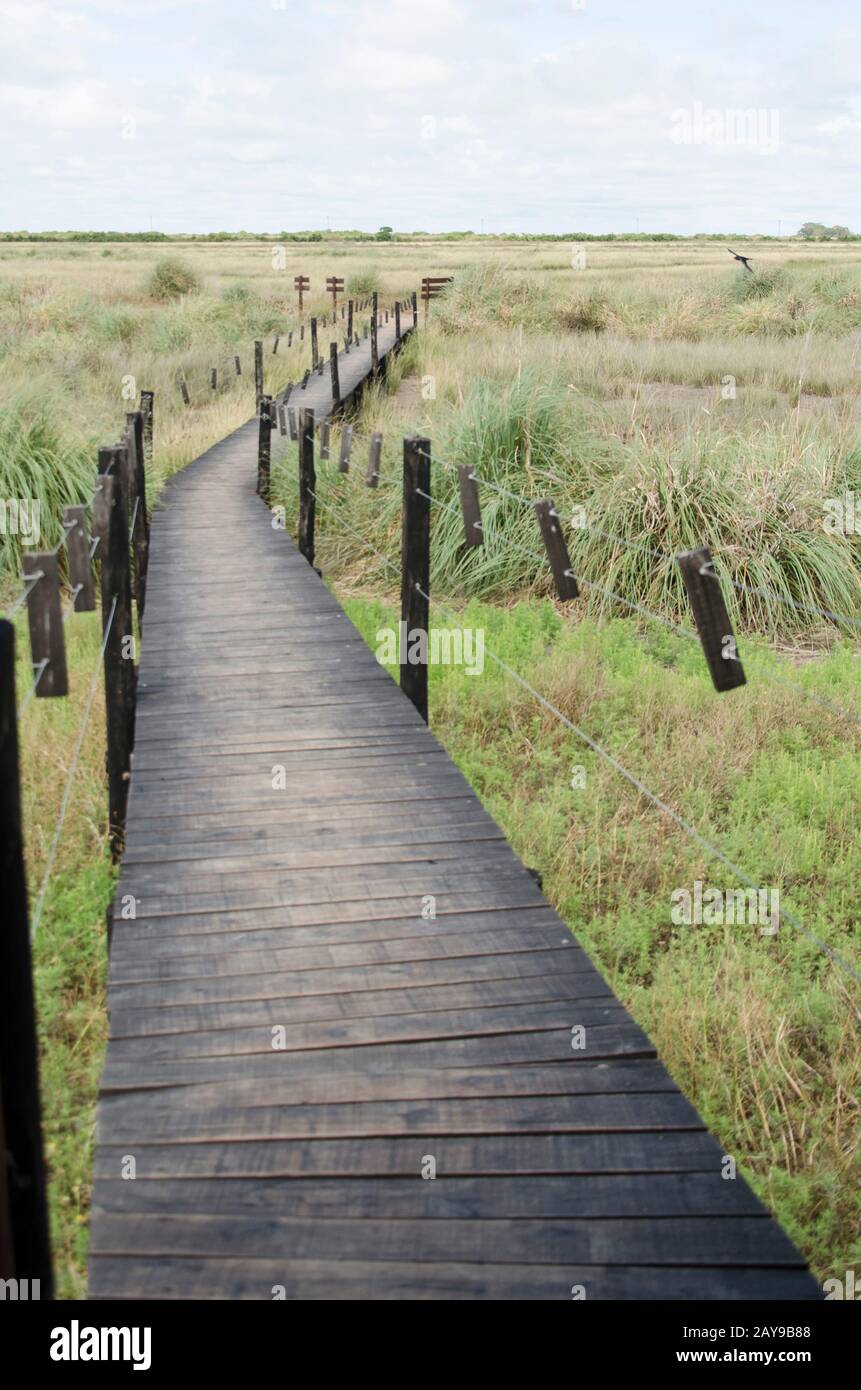 Wooden elevated boardwalk hi-res stock photography and images - Alamy
