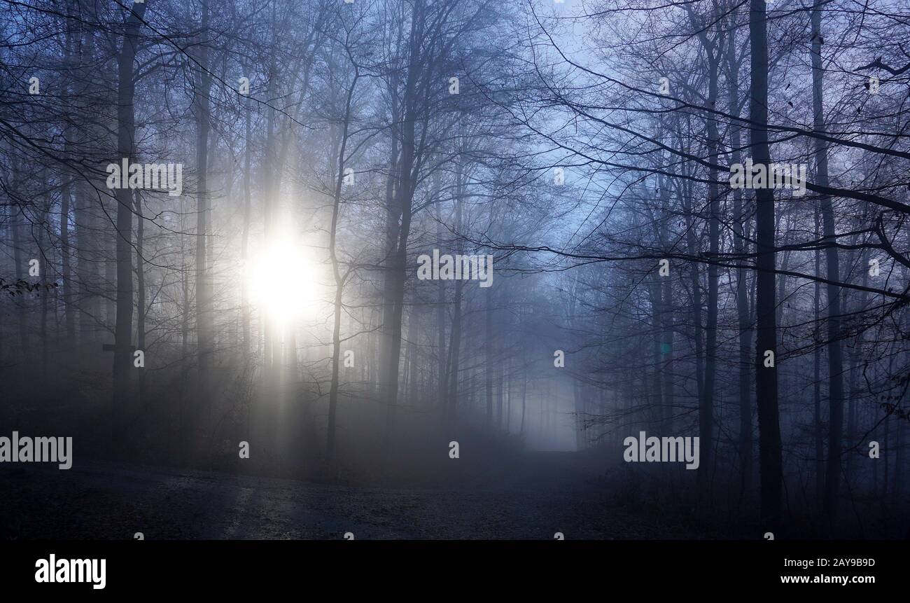 Forest mood, backlight, forest path Stock Photo - Alamy