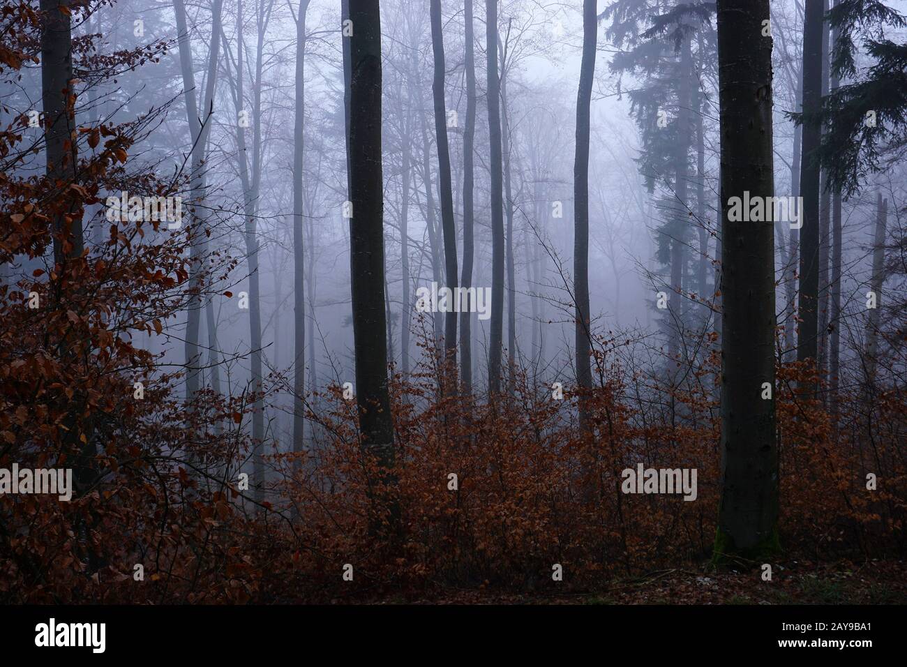 Fog in the autumn forest Stock Photo - Alamy