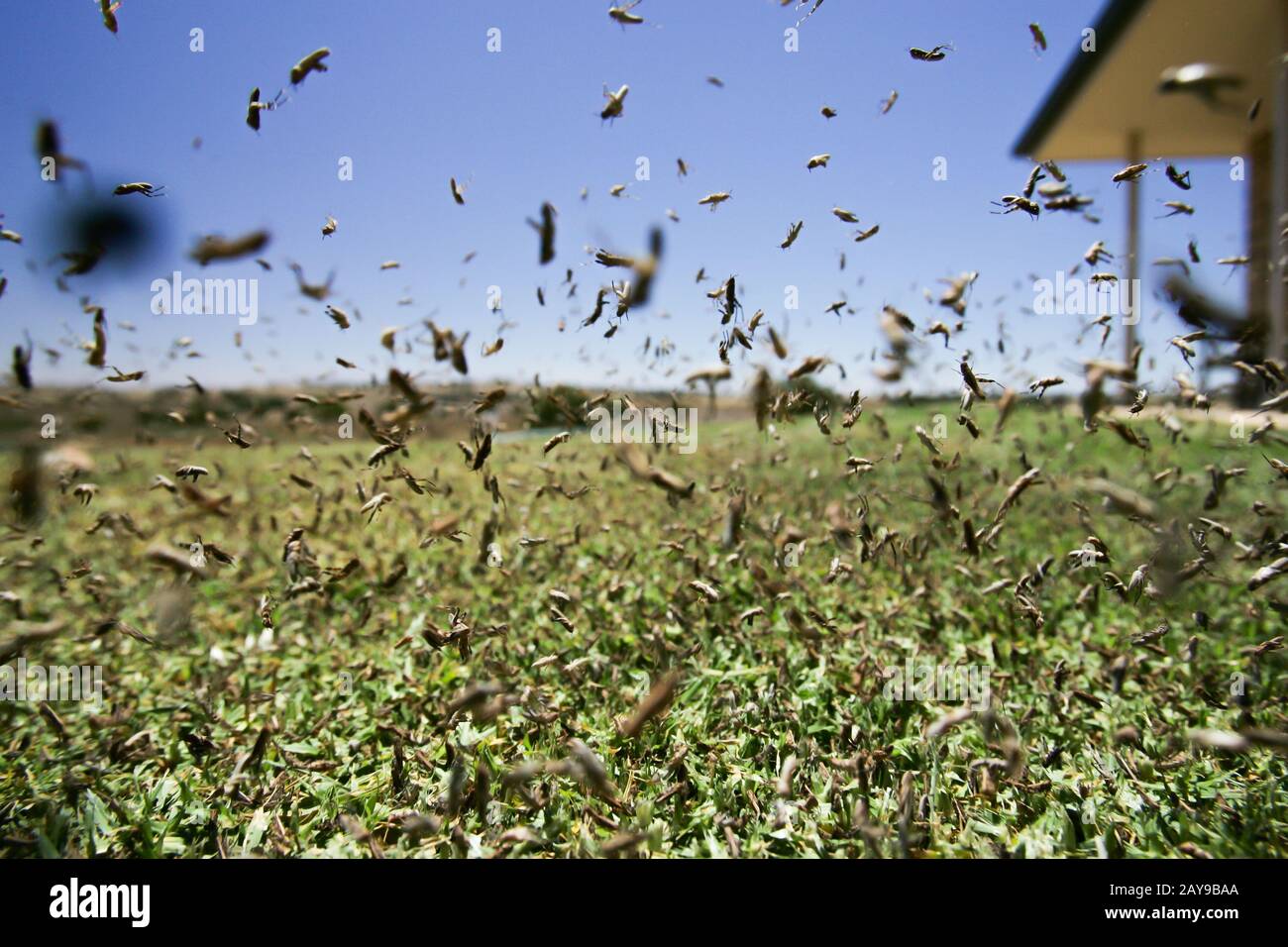Locust plague hi-res stock photography and images - Alamy