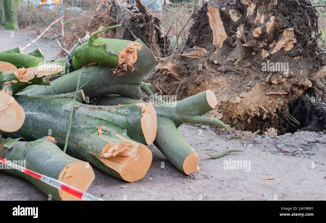 Tree overturned after a storm in northern Germany Stock Photo - Alamy