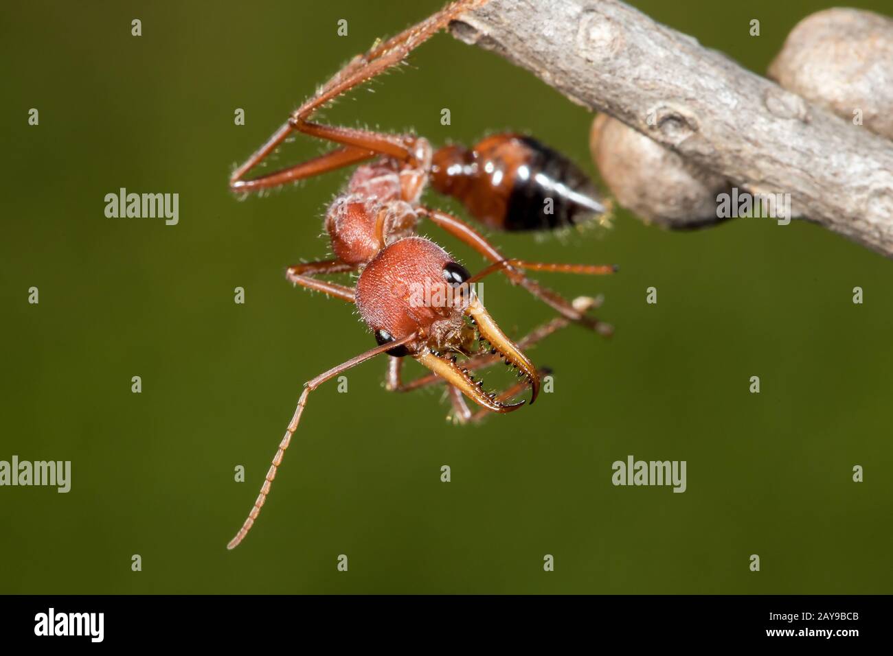 Bulldog ant hi-res stock photography and images - Alamy