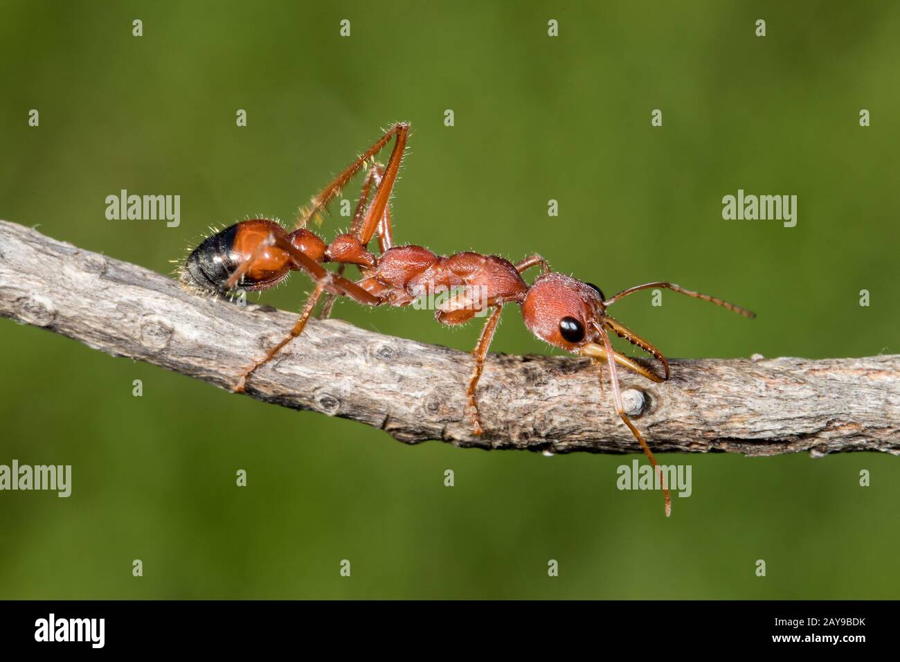 Bulldog ant hi-res stock photography and images - Alamy