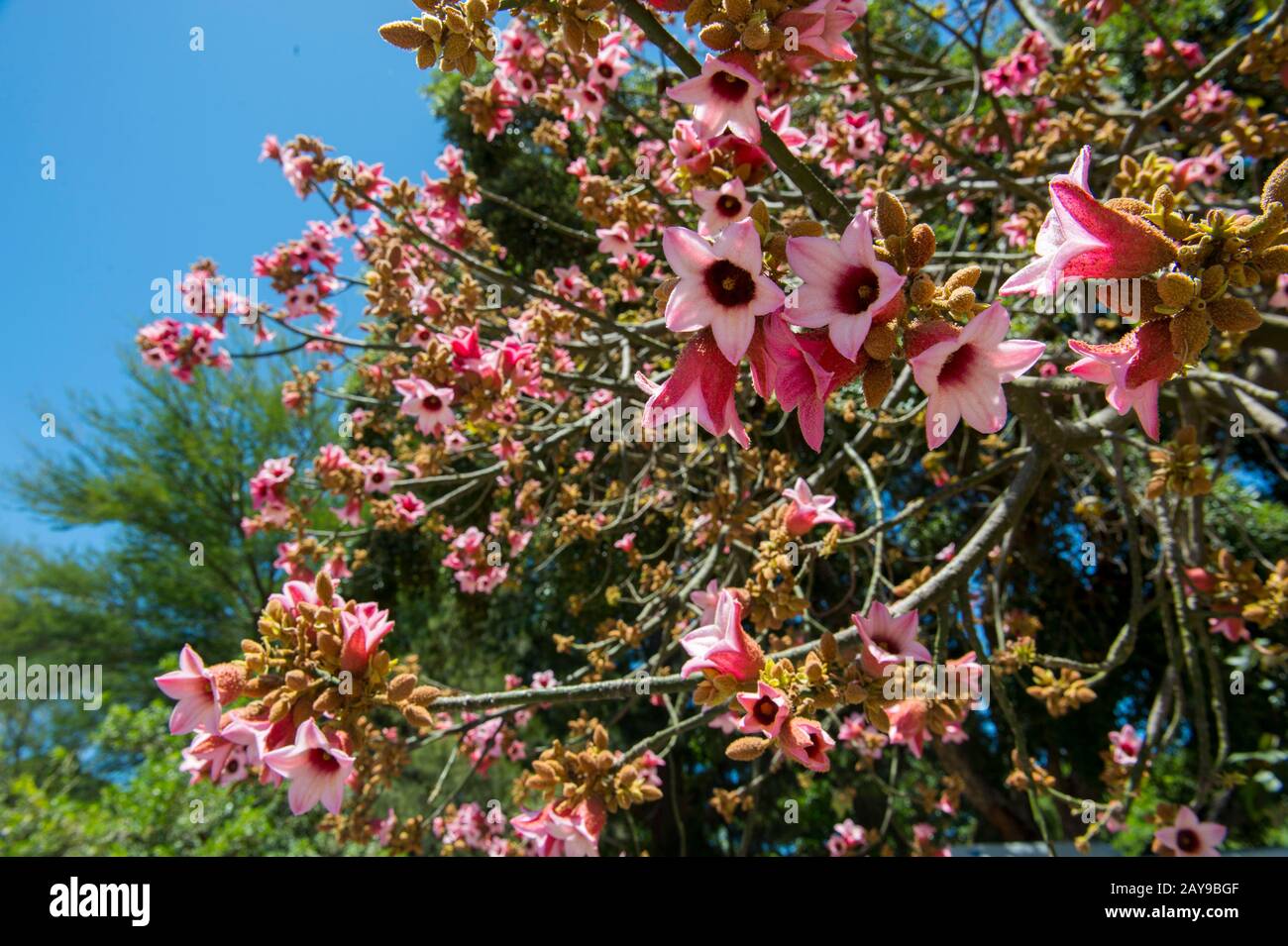 A pink flowering tree in the valley of the Dwars River in the Western ...