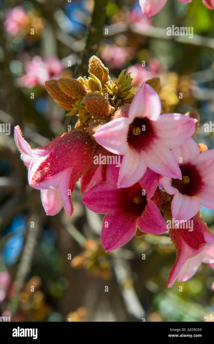 A pink flowering tree in the valley of the Dwars River in the Western ...