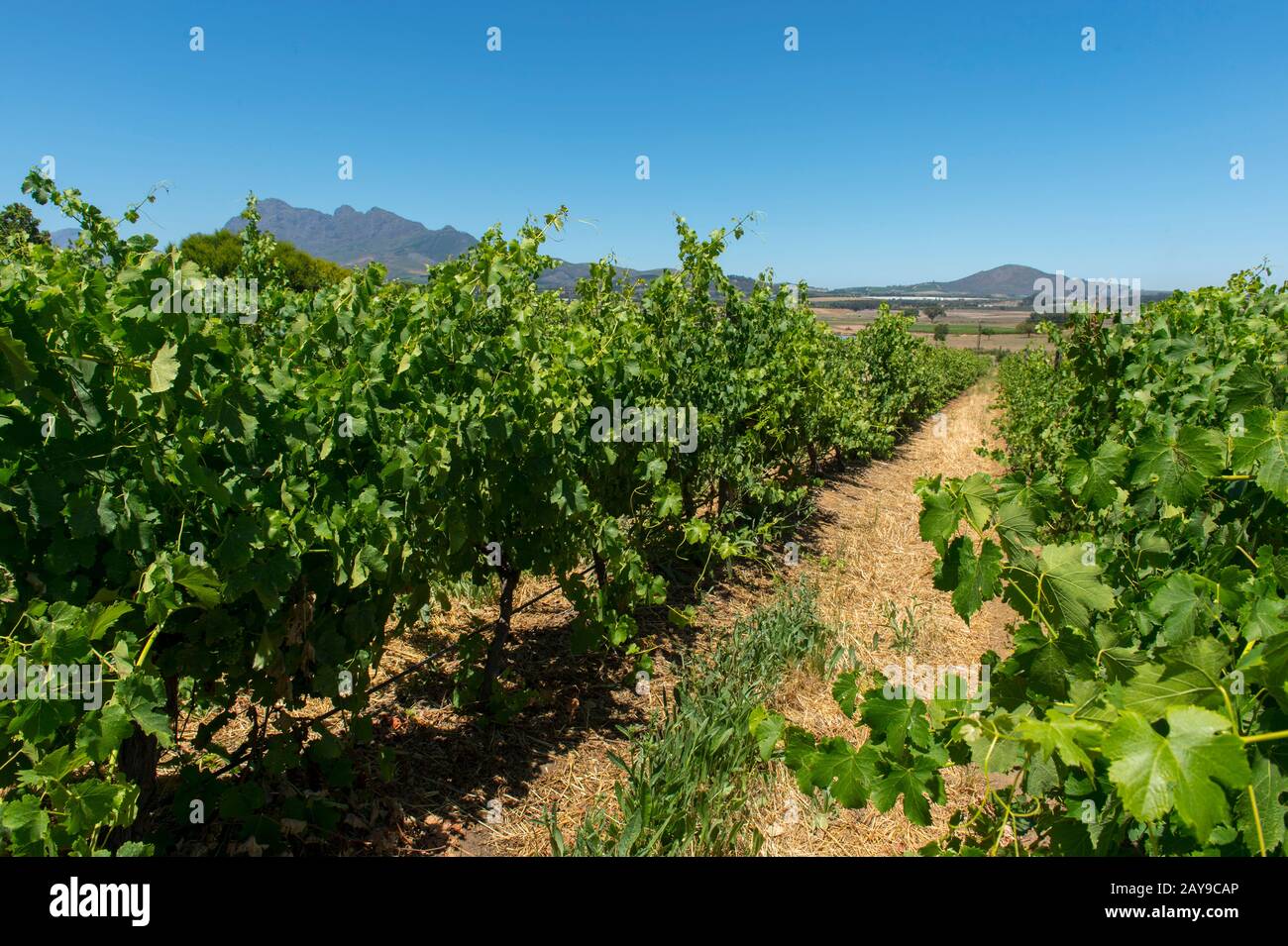 The vineyards at the Fairview winery (Founded 1693) near Paarl in the ...
