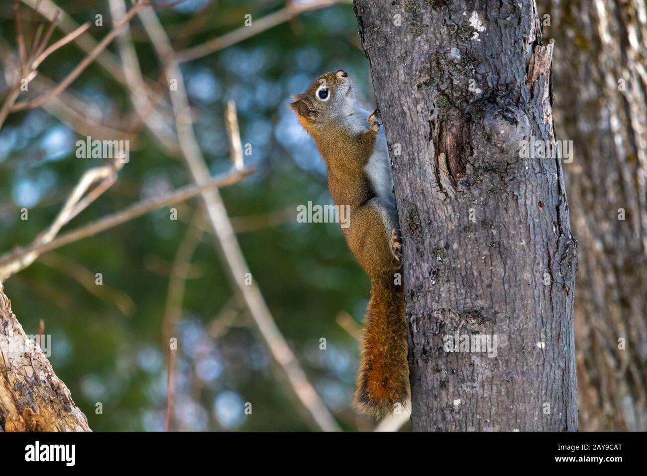 An American red squirrel is seen in profile as it climbs up the side of ...