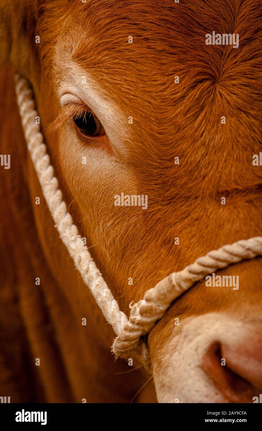 Cow harness hi-res stock photography and images - Alamy