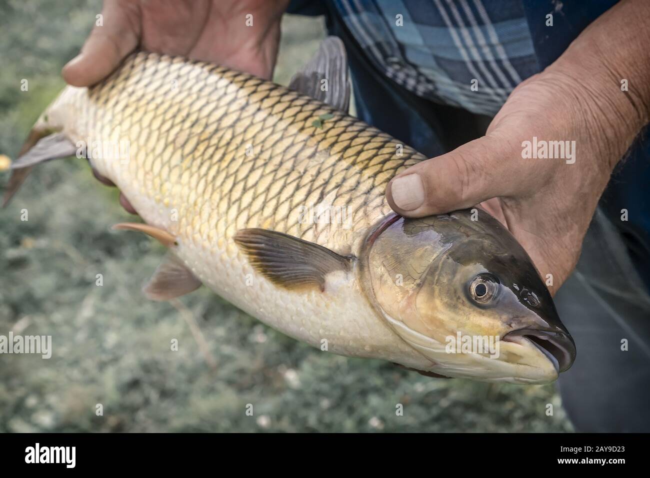 Large fresh fish caught in the river Stock Photo - Alamy