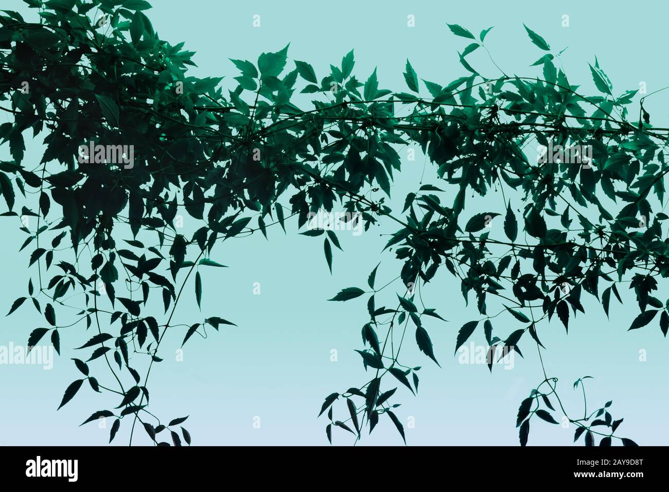 Clematis, Clematis tendrils Stock Photo - Alamy