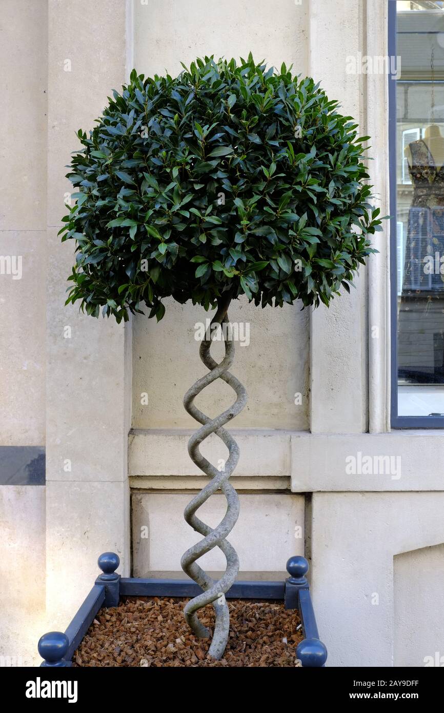 Laurel tree hi-res stock photography and images - Alamy