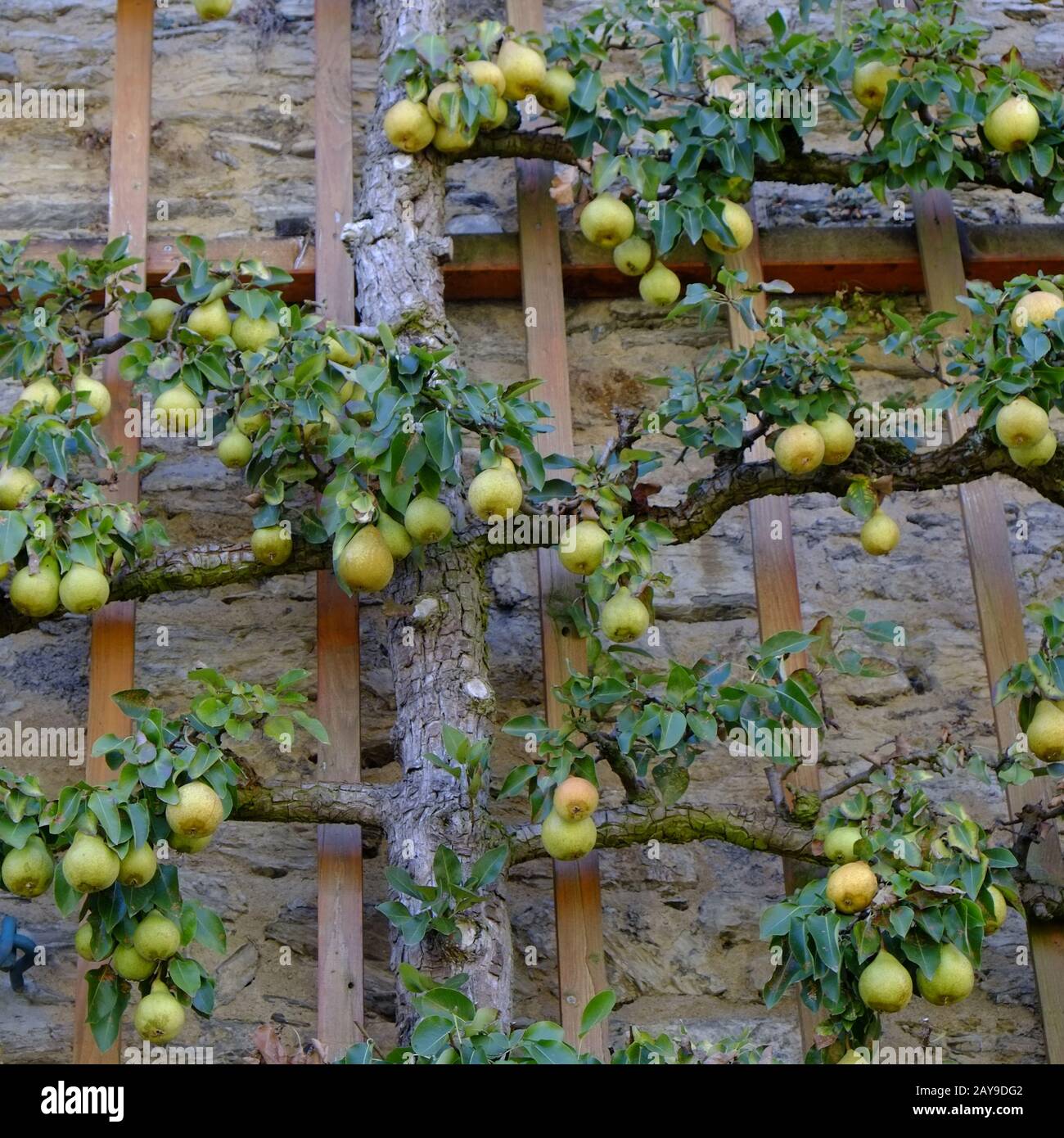 Espalier fruit tree hi-res stock photography and images - Alamy